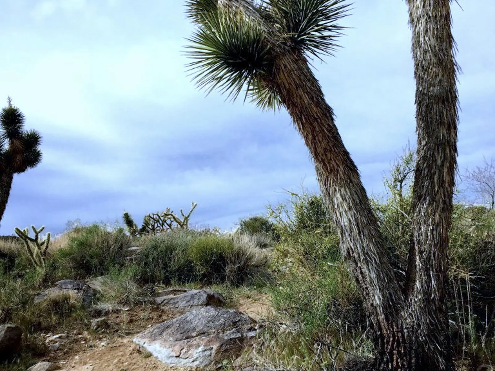 Dolan Springs Hiking Trails | Mohave County Parks