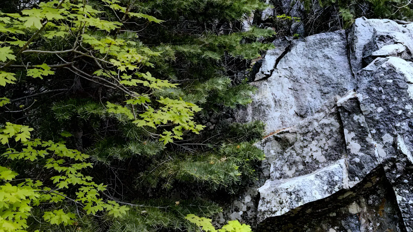 Hualapai Mountain Park | Mohave County Parks